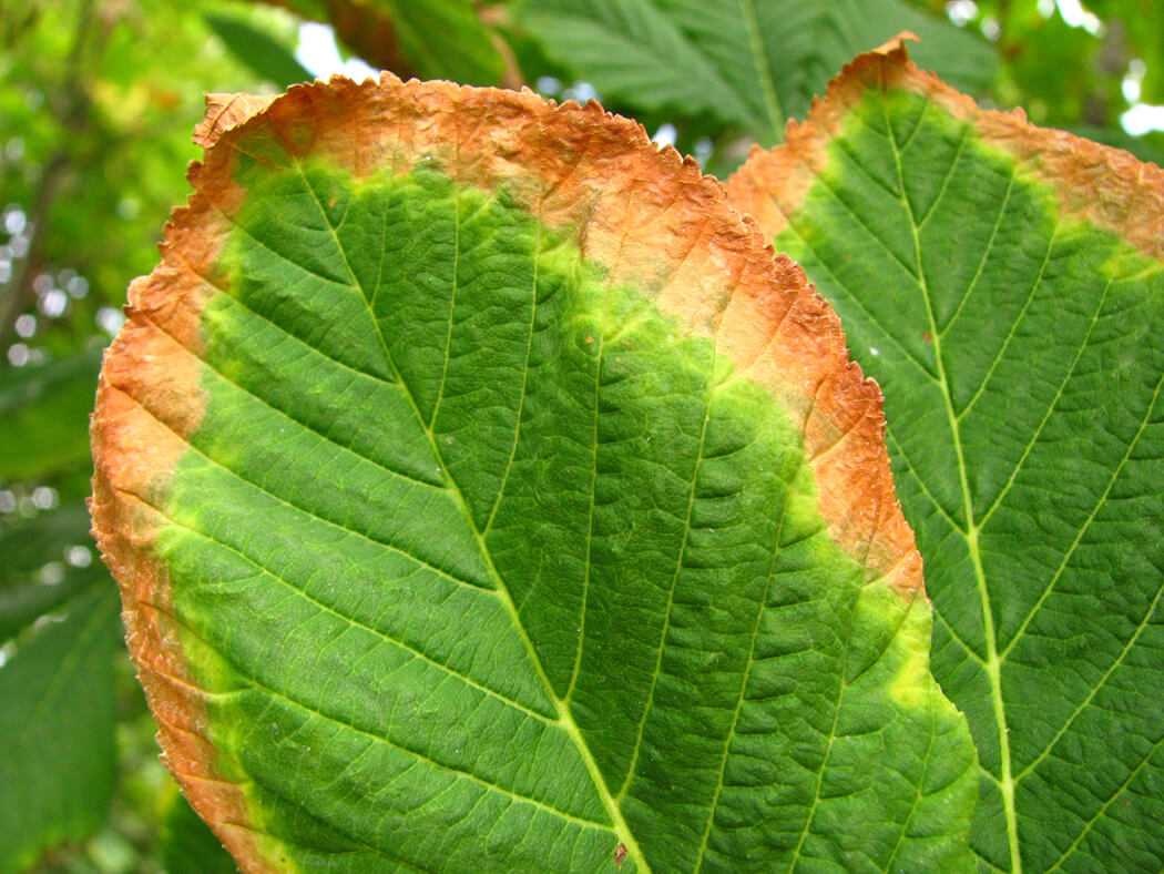 Wat is bladverbranding? Oorzaak, symptomen en behandeling | Alles over ...