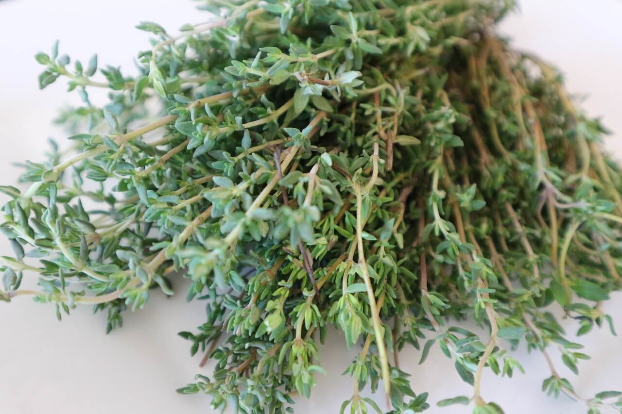 Tijm planten | Alles over Tijm | MeerWeten